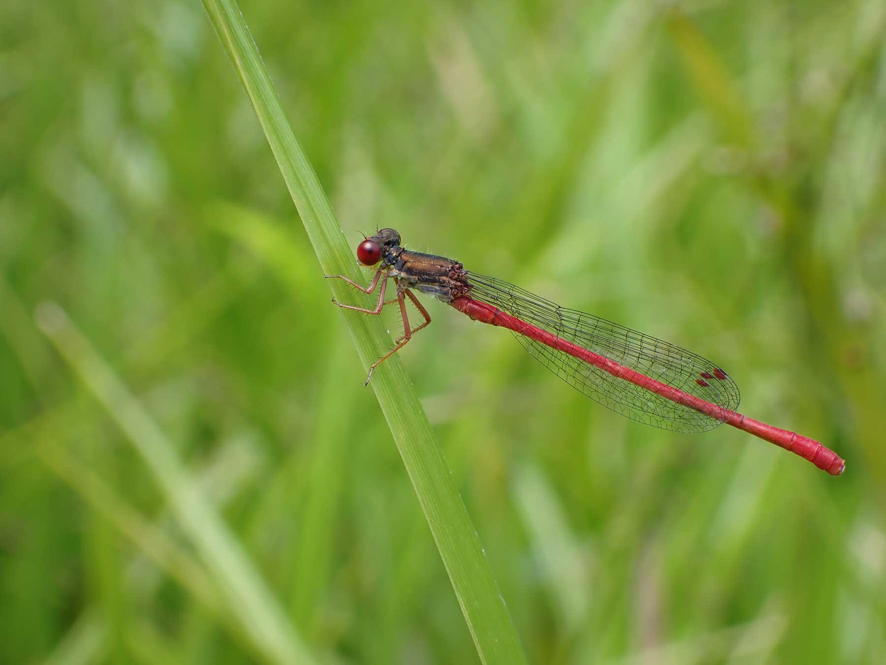 Listes rouges : Vers une Liste rouge des insectes pour la région ...